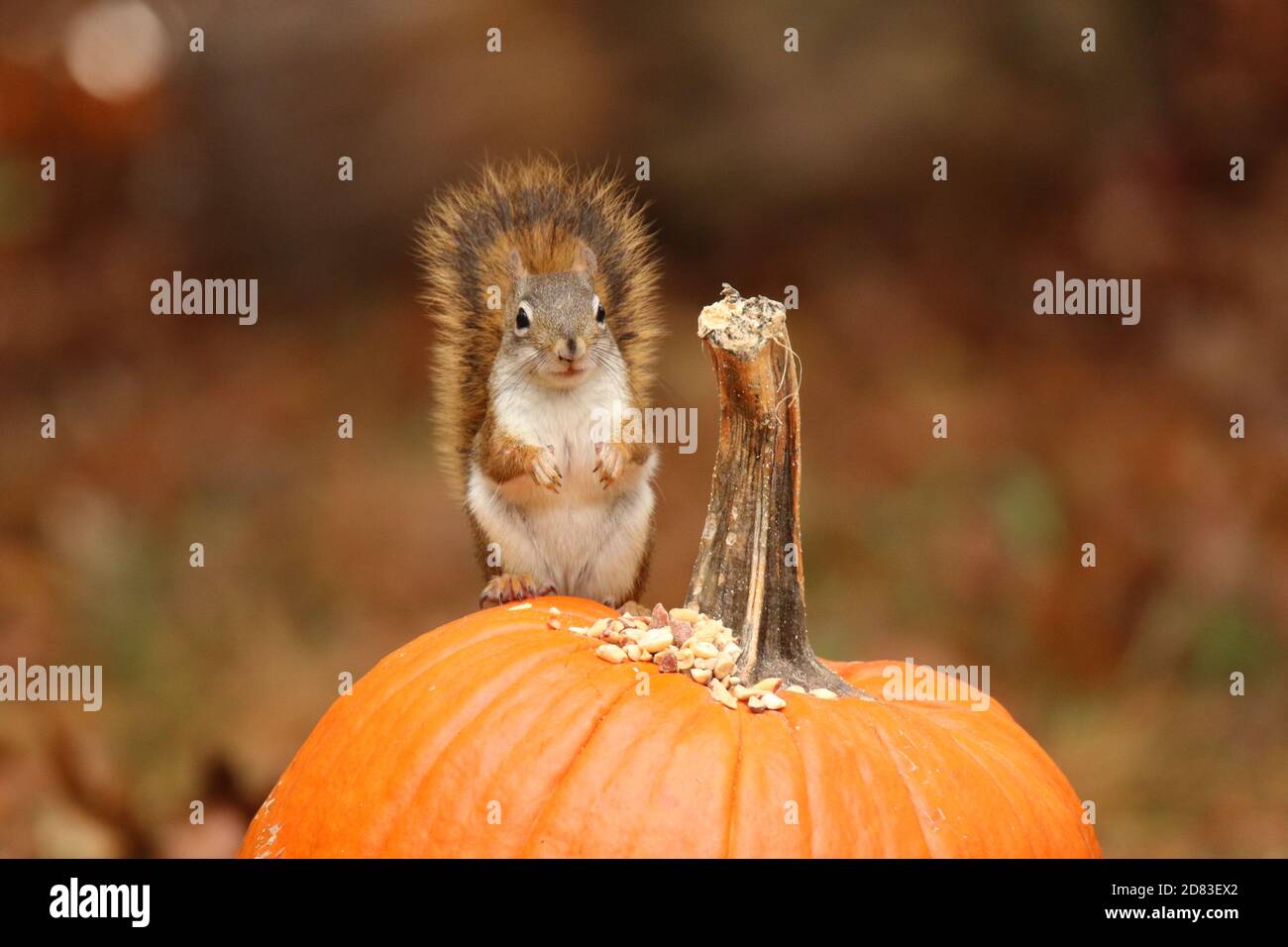 Red squirrel with pumkin hi-res stock photography and images - Alamy