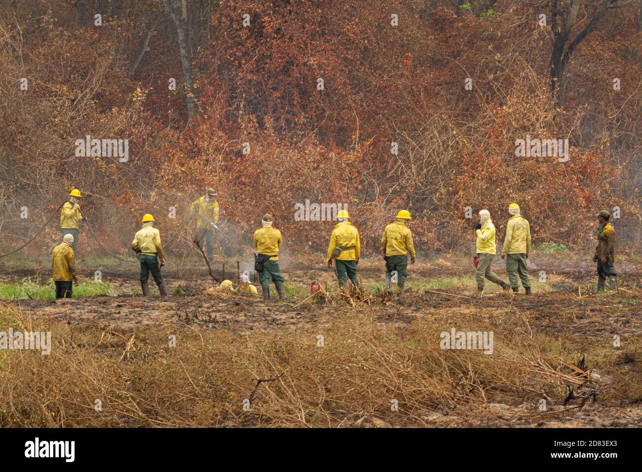 Firefighters fighting against the big Fire in Brazilian Pantanal Stock ...