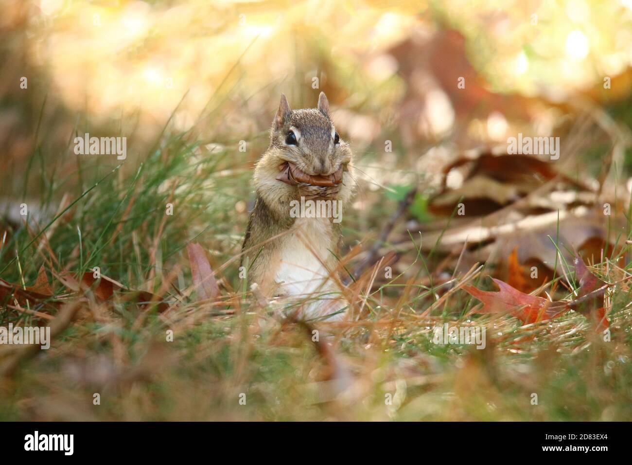 Eastern chipmunk Tamias striatus collecting leaves in Fall to line the ...