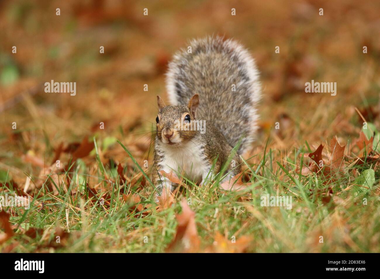 American gray squirrel Sciurus carolinensis out foraging in Fall leaves ...