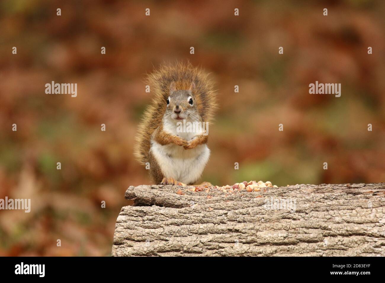 Little red squirrel Tamiasciurus hudsonicus sitting on a log eating ...
