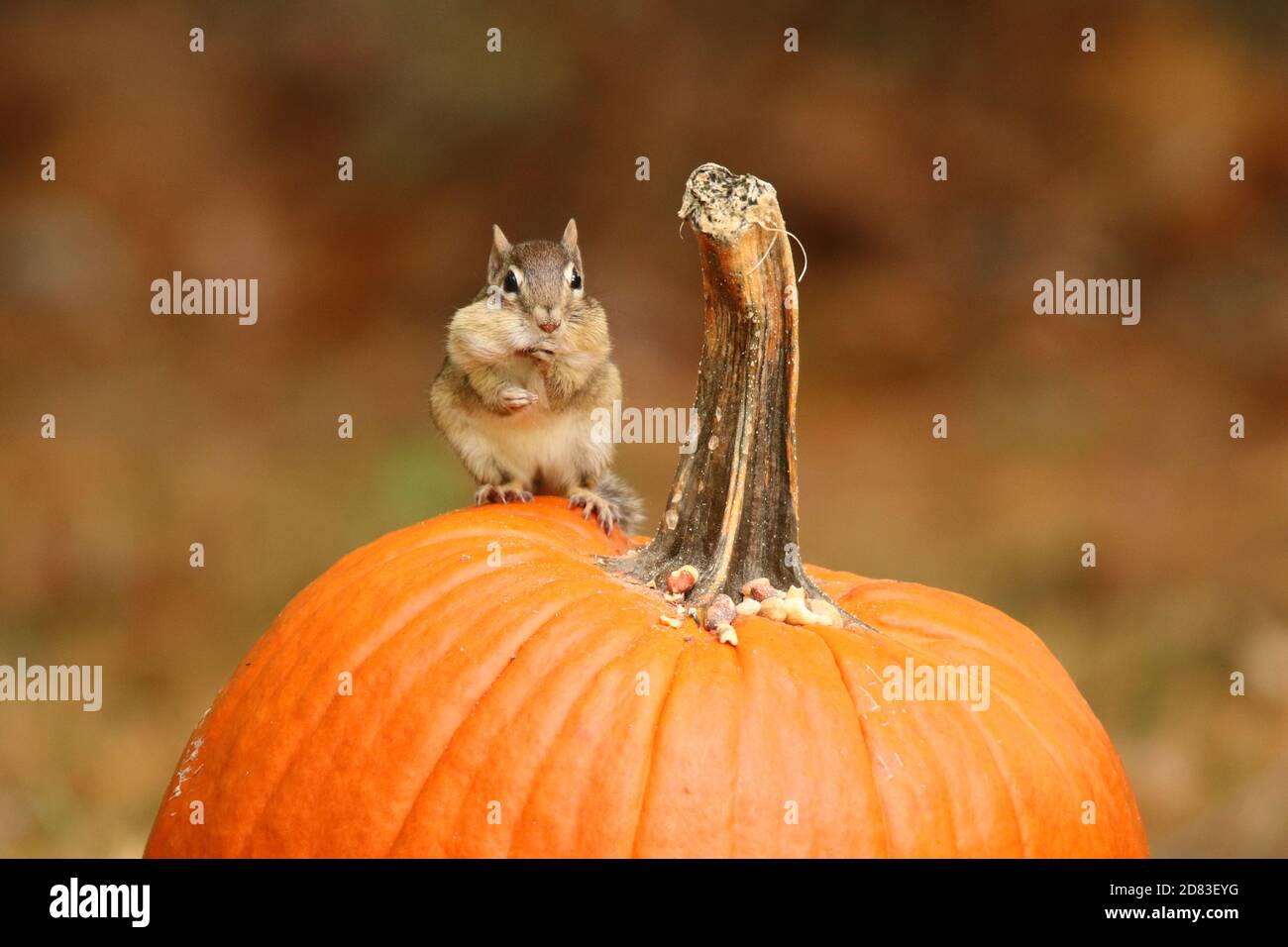 Eastern Chipmunk Tamias striatus sitting on a pumpkin stuffing its ...
