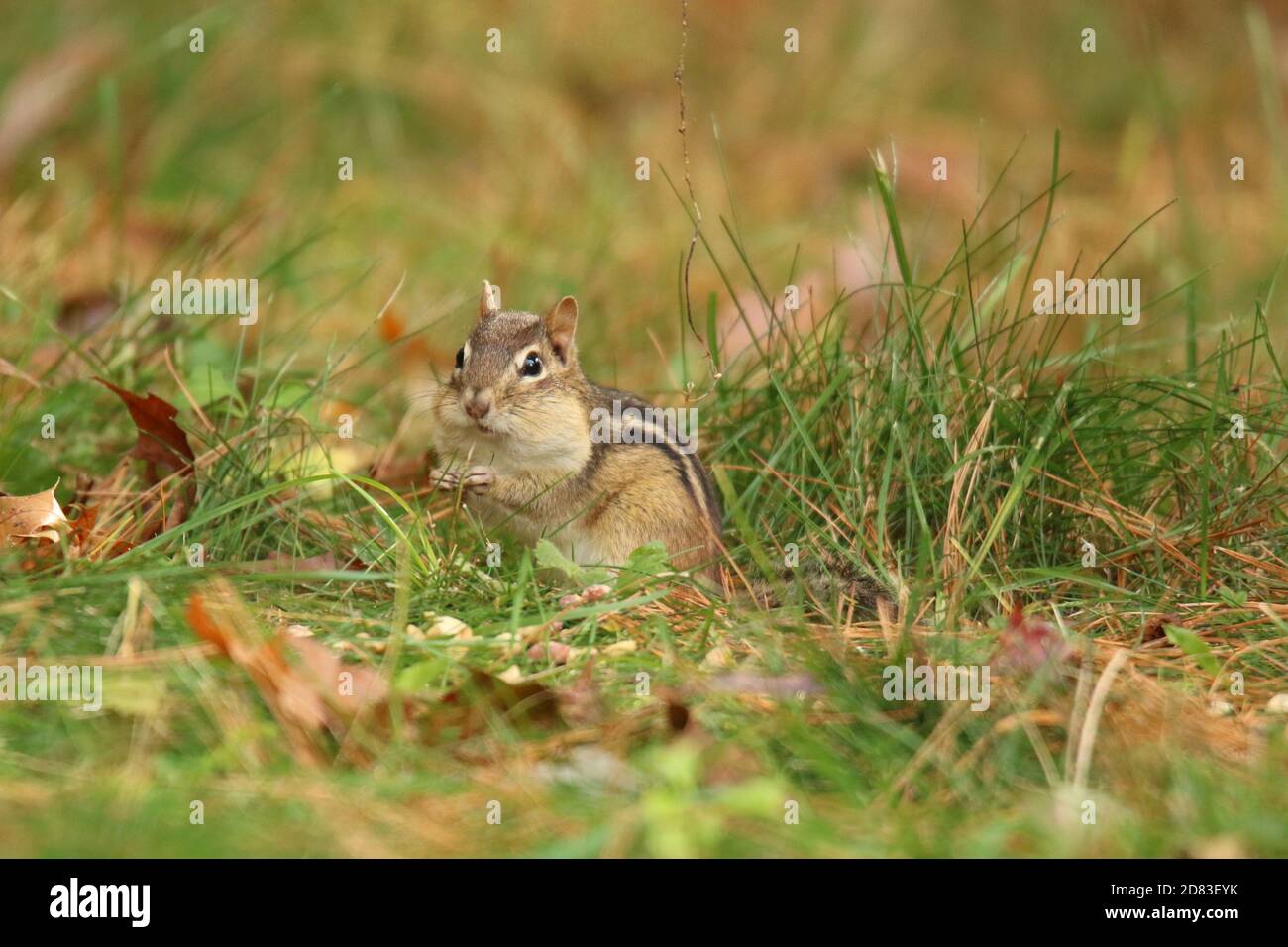 Eastern Chipmunk Tamias striatus foraging in Fall leaves and grass ...