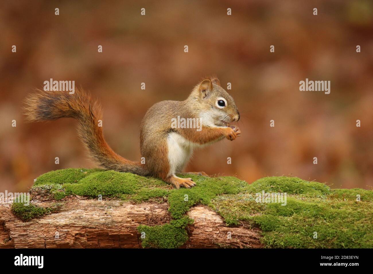 Massy log hi-res stock photography and images - Alamy