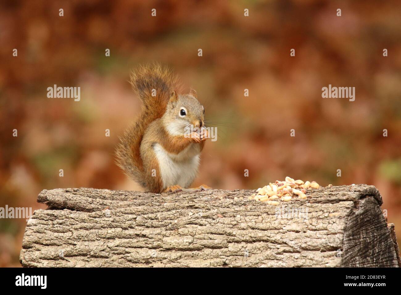 Little red squirrel Tamiasciurus hudsonicus sitting on a log in Fall ...