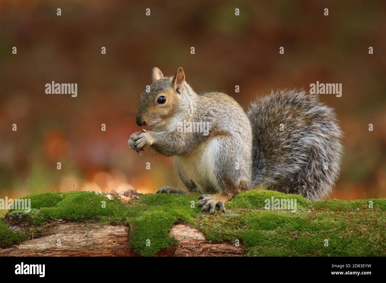 Animal eating peanuts hi-res stock photography and images - Alamy