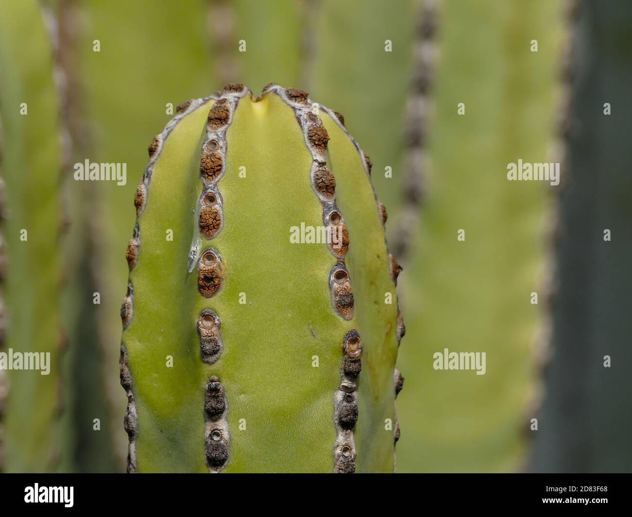 Cactus Texture Background Stock Photo - Alamy