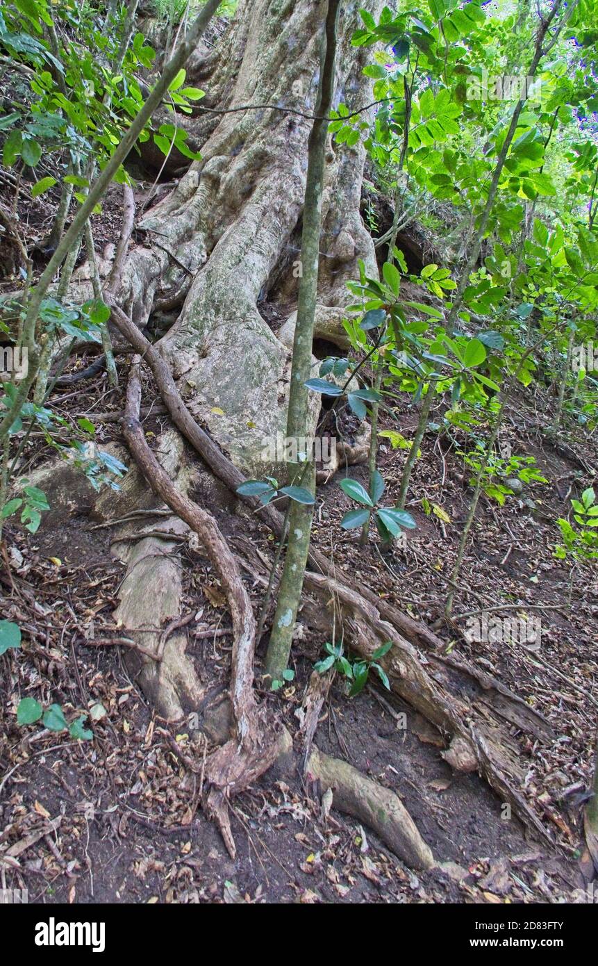 Tree Roots Growing Down a Bank in NZ Stock Photo - Alamy