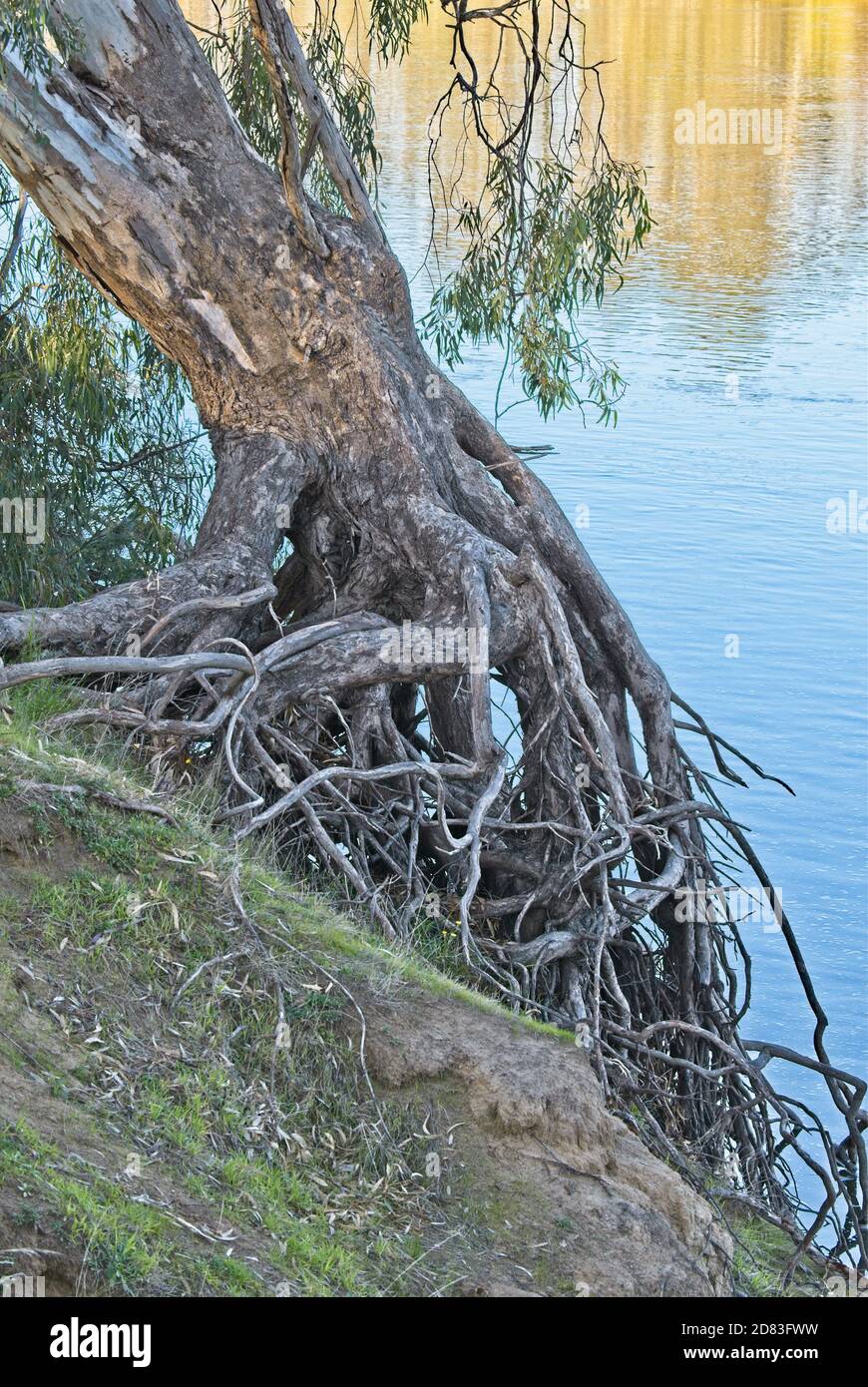 Tree Roots on the Bank of the Murray River Stock Photo - Alamy