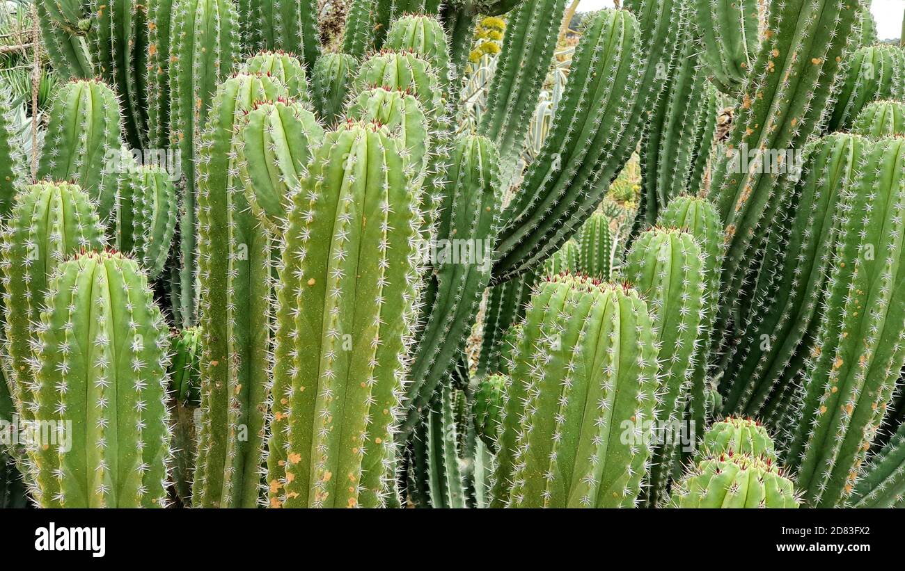 Trichocereus cactus hi-res stock photography and images - Alamy