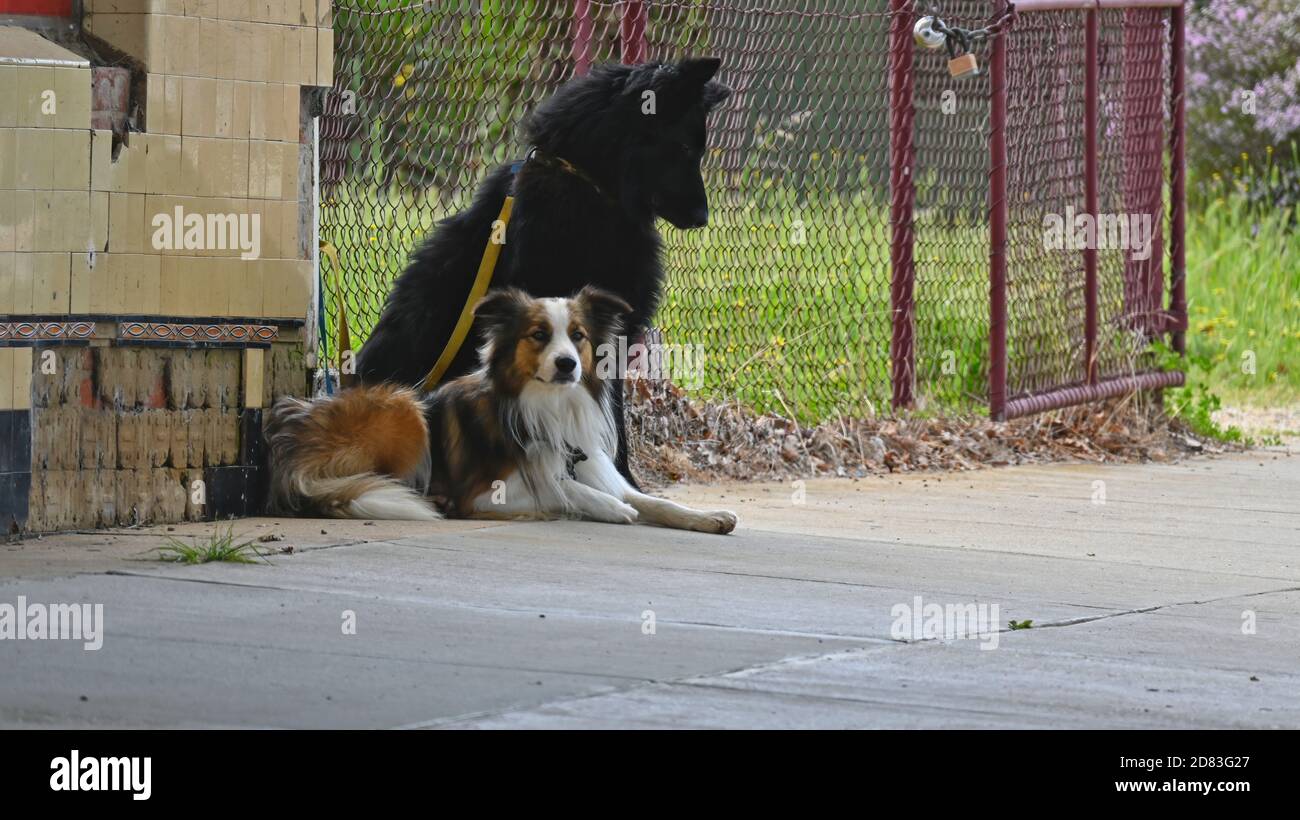 Two Dogs Waiting for their Owner on the Footpath Stock Photo - Alamy