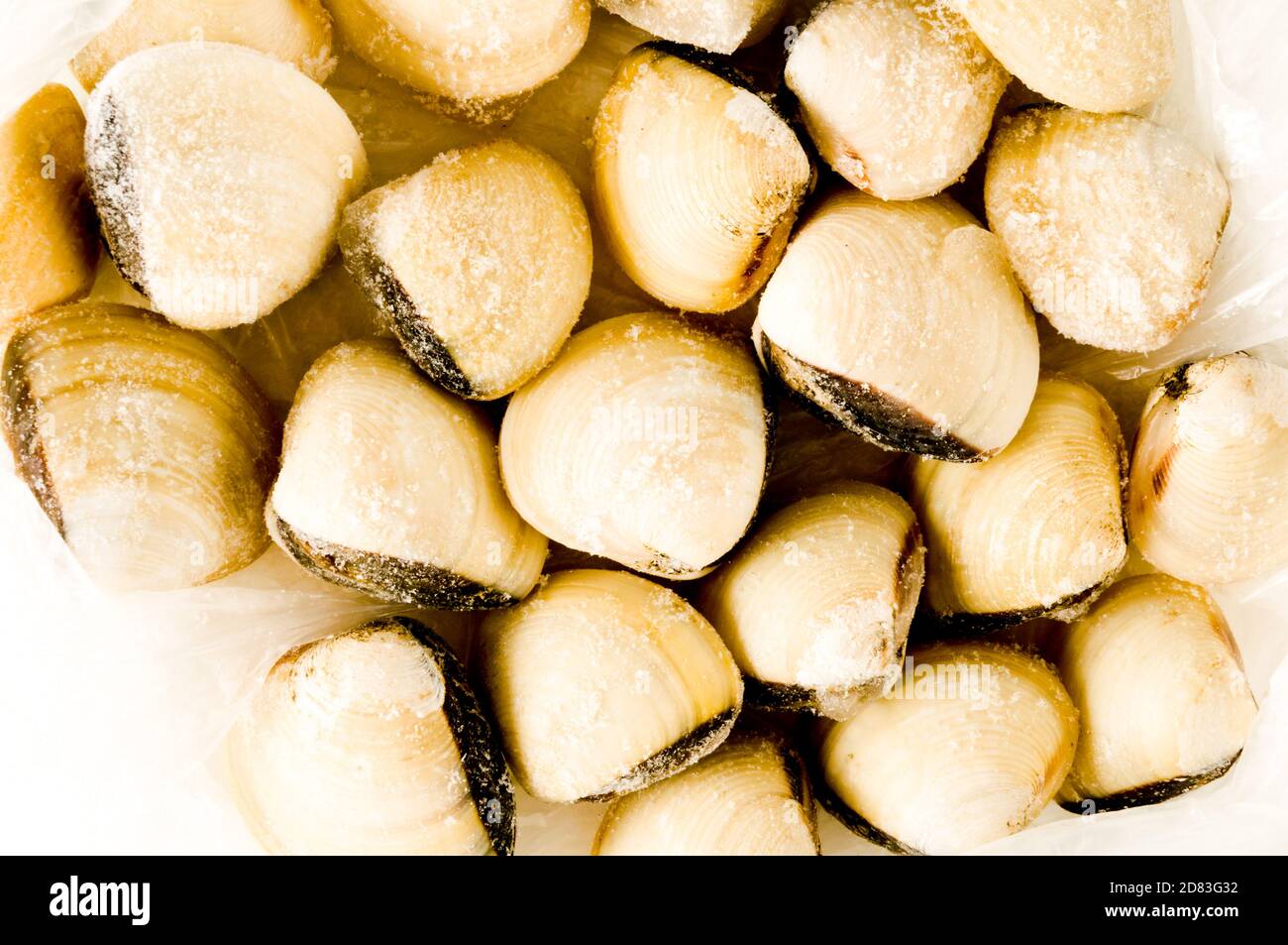 Collection of various clam shells Stock Photo - Alamy