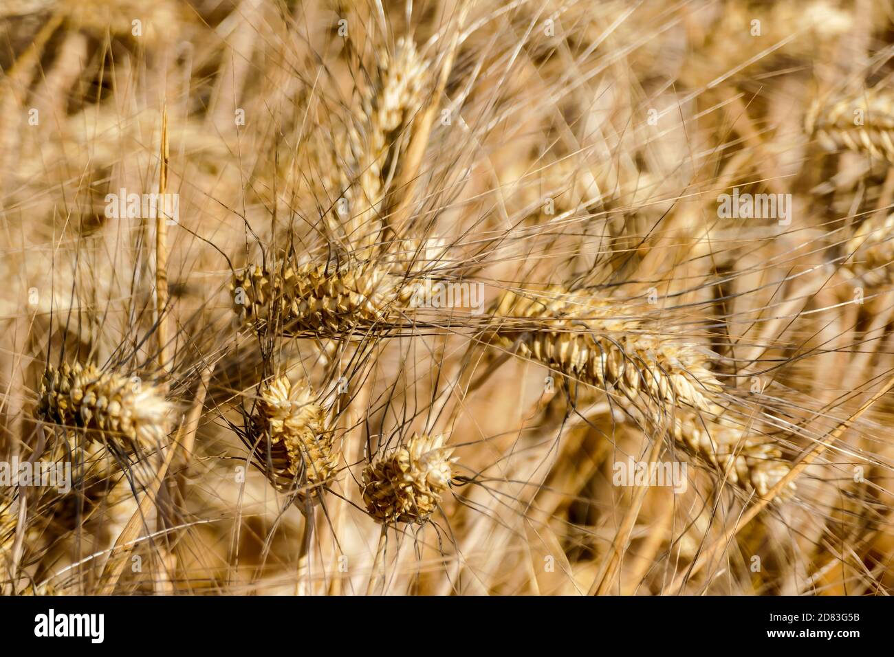 Harvest of wheat Texture of wheat Stock Photo - Alamy