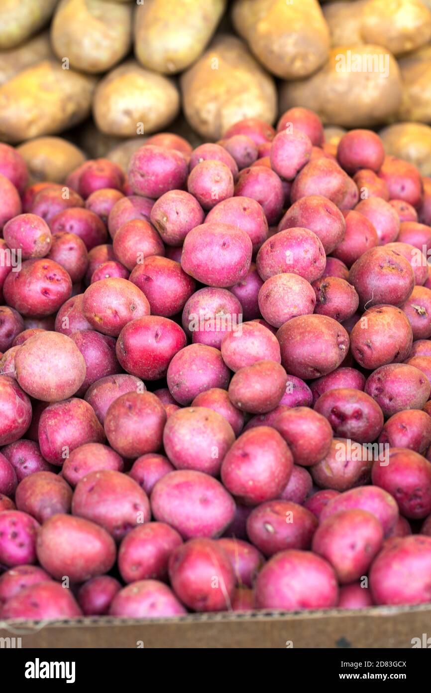 Corn at farmers market seattle washington hi-res stock photography and ...