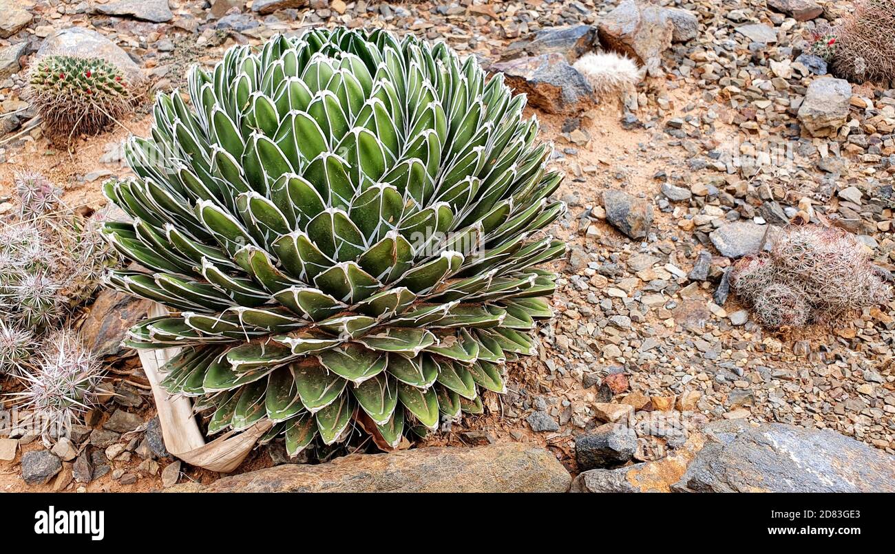 White striped agave hi-res stock photography and images - Alamy