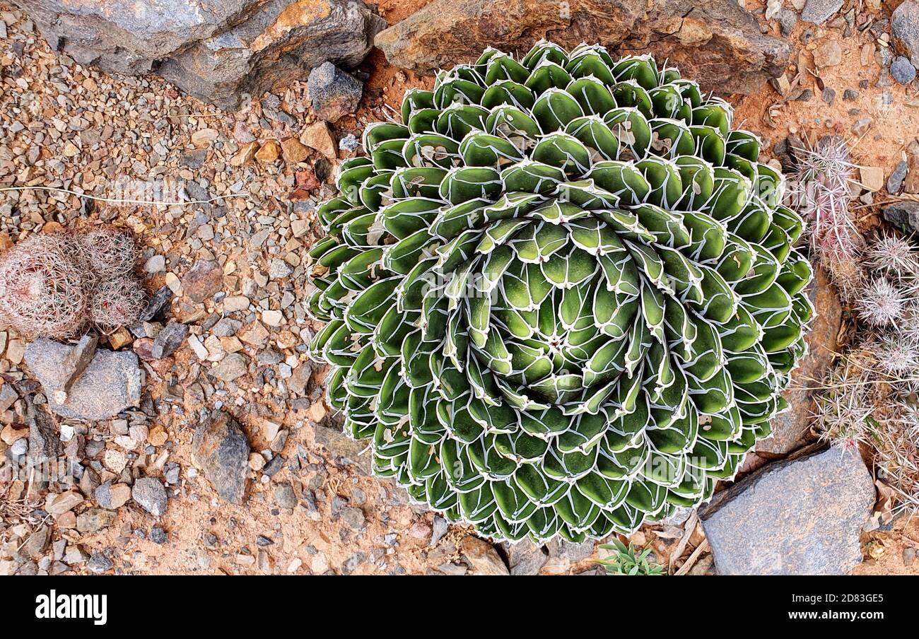 White striped agaves hi-res stock photography and images - Alamy