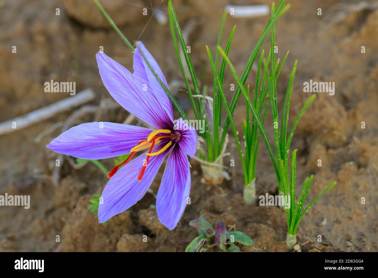 Violet saffron flower growing in the ground. Agriculture Stock Photo ...