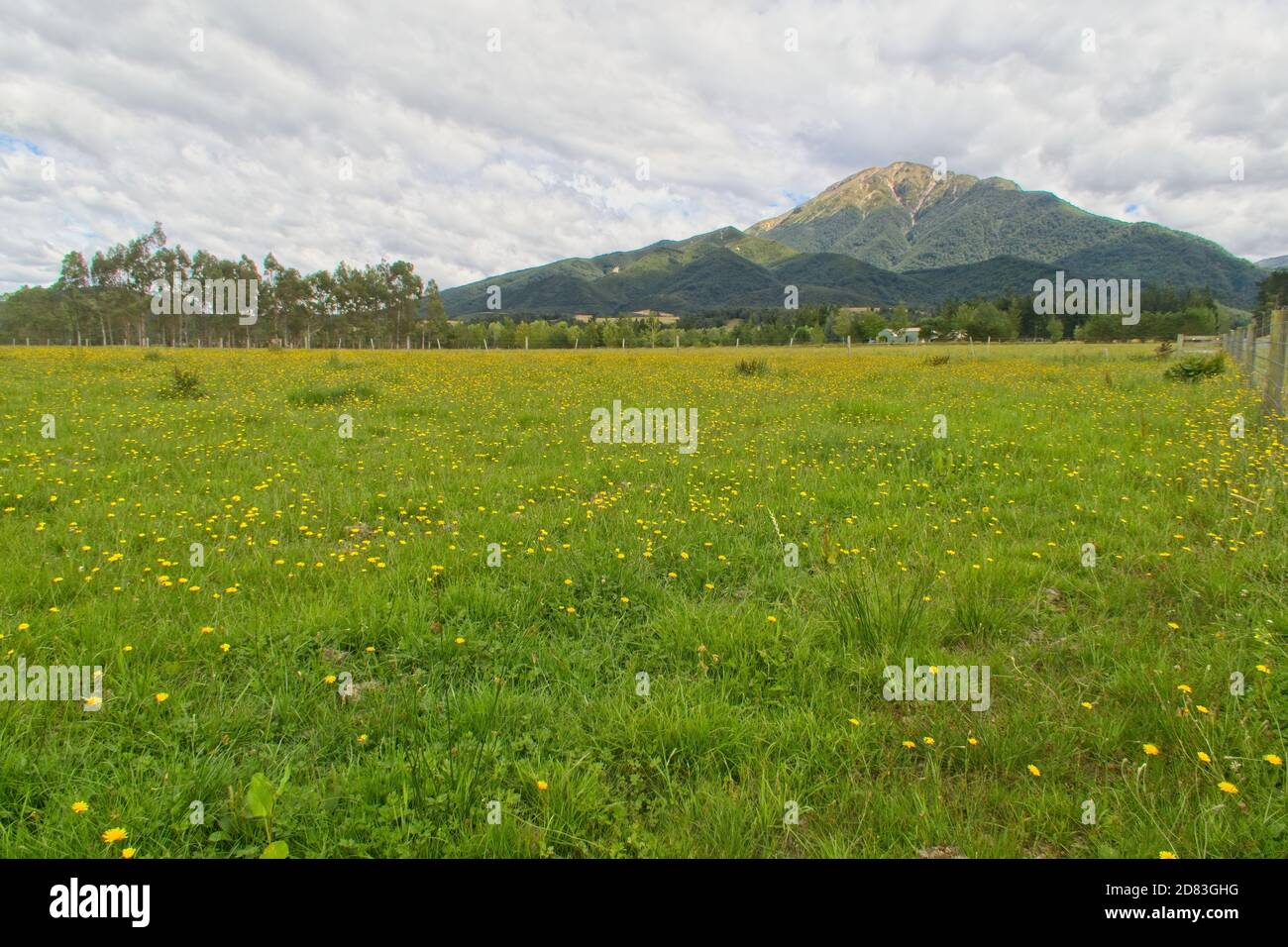 Yellow Flowers in a Paddock Near Methven NZ Stock Photo - Alamy