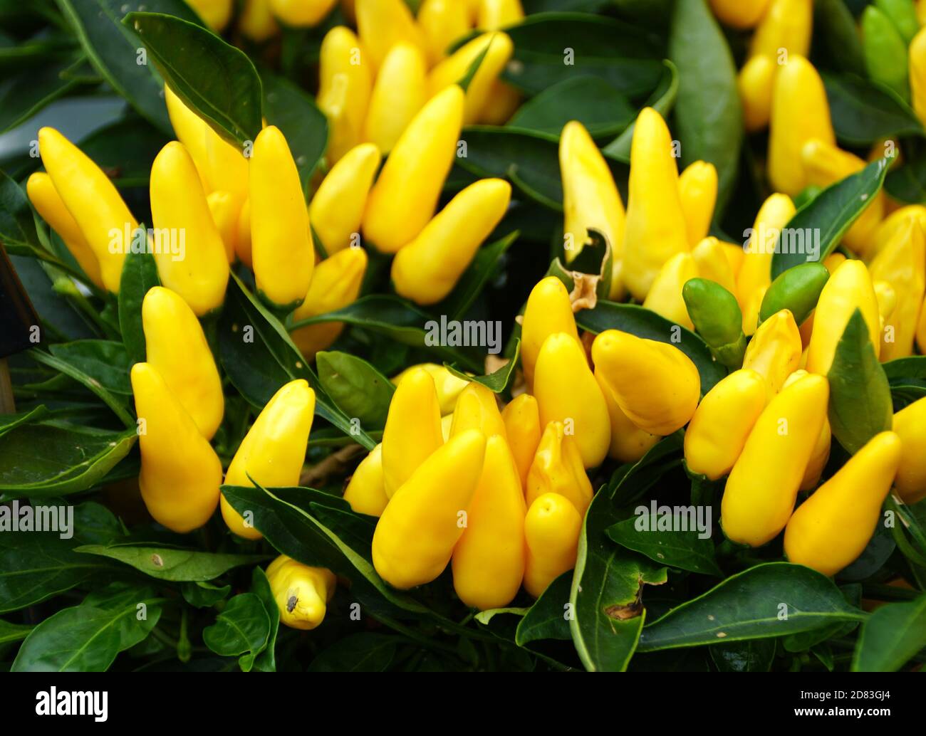Goldfinger plant hi-res stock photography and images - Alamy
