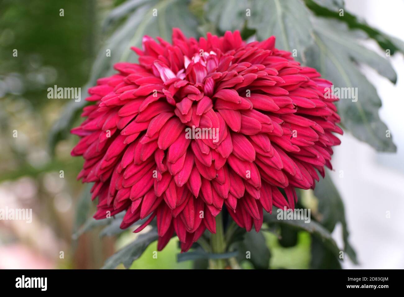 Deep red color of Chrysanthemum 'Black Magic' flower Stock Photo - Alamy