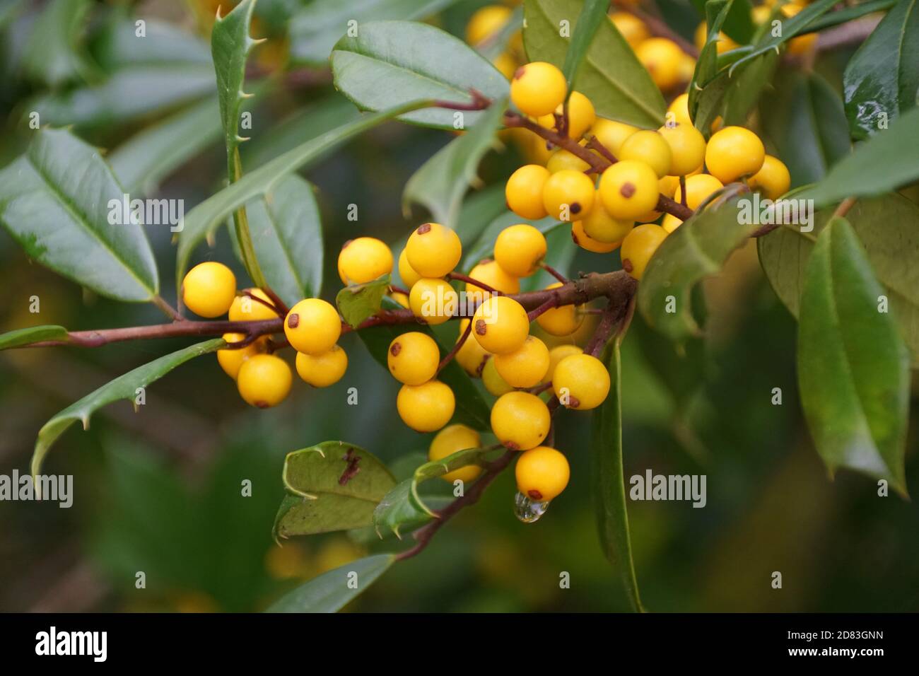Tiny yellow fruits of Foster Hybrid Holly tree Stock Photo - Alamy