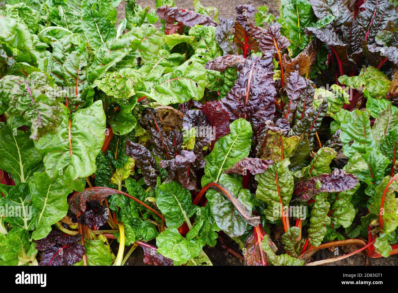 Fresh green and purple color of Swiss Chard 'Bright Lights' Stock Photo ...