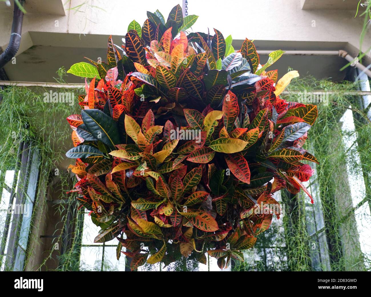 A big and colorful croton plant inside a hanging pot Stock Photo - Alamy