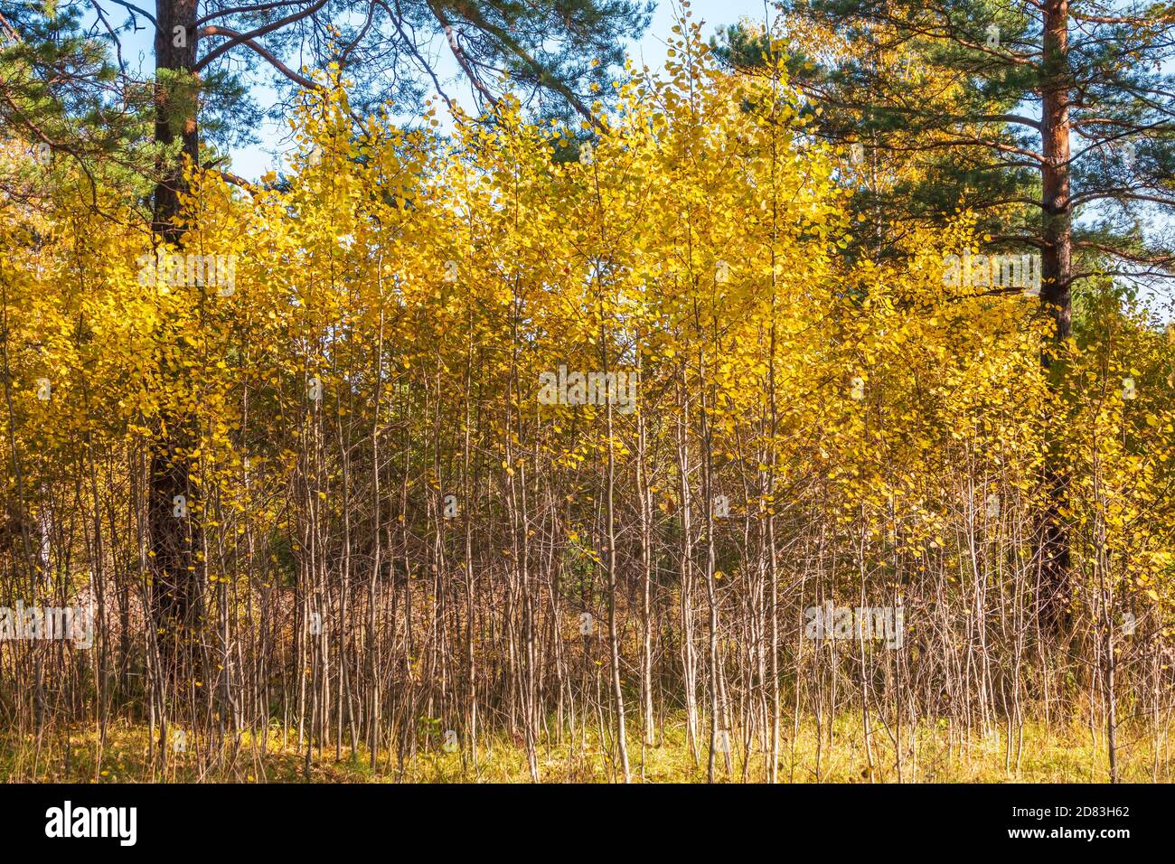 Trees with orange and yellow leaves and green pines in the autumn ...