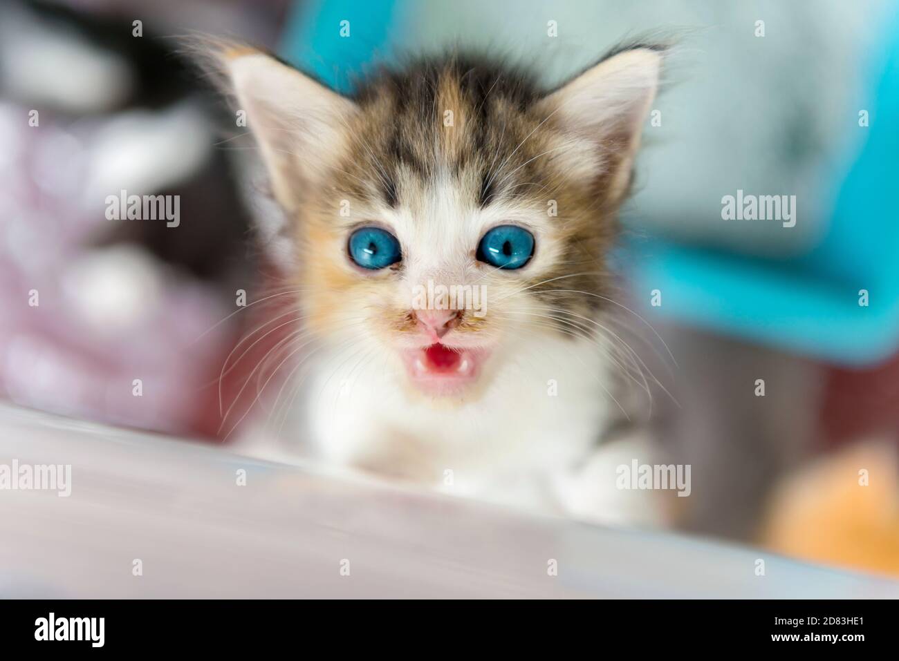 Cute native kitten with a blurry background. Focus on the eye Stock ...