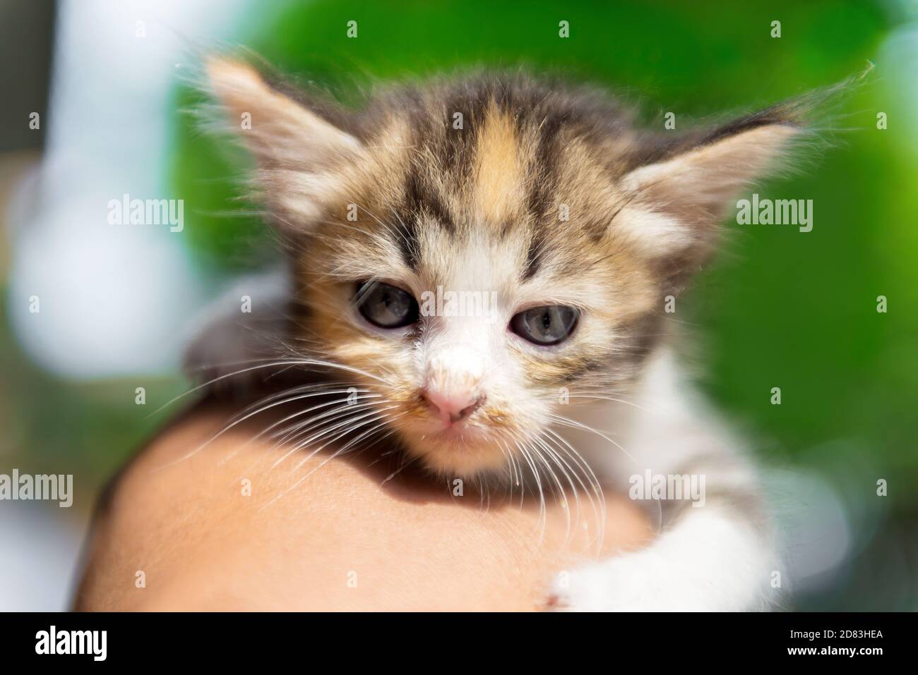 Cute native kitten with a blurry background. Focus on the eye Stock ...