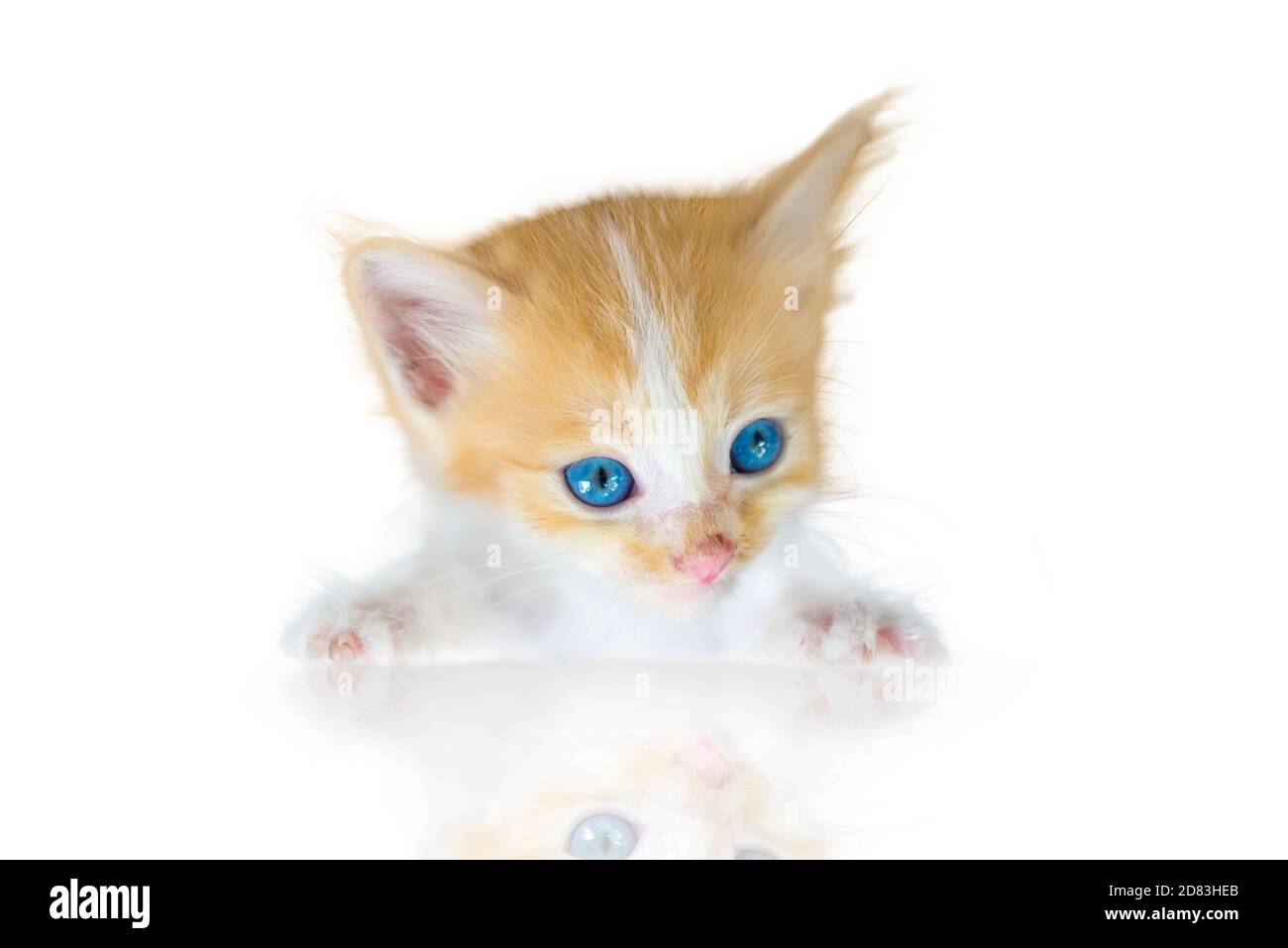 Cute native kitten isolated over white background Stock Photo - Alamy