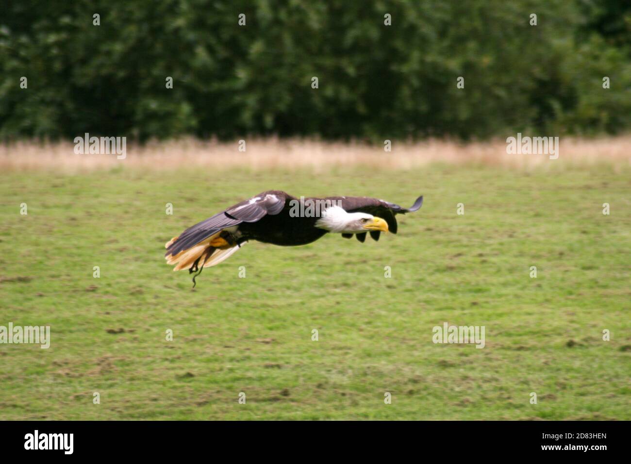 Bald eagle hovering in flight Stock Photo - Alamy