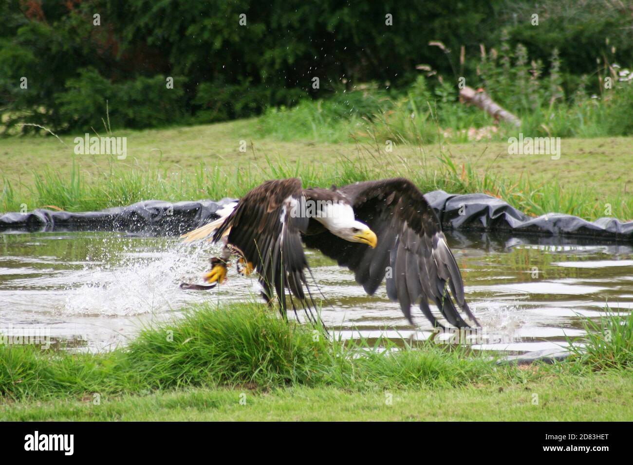 Bald eagle coming in to land over water Stock Photo - Alamy