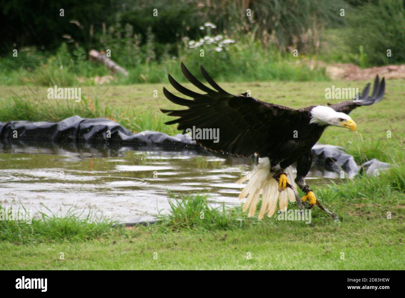 Bald eagle landing in water hi-res stock photography and images - Alamy