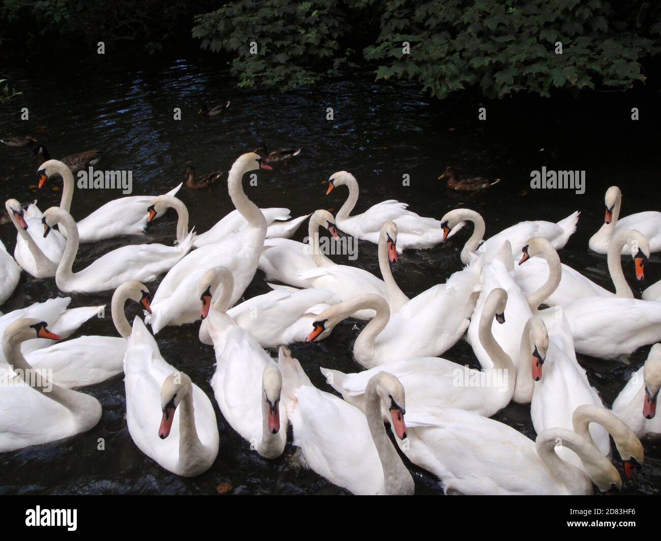 Swans at Windsor England Stock Photo - Alamy