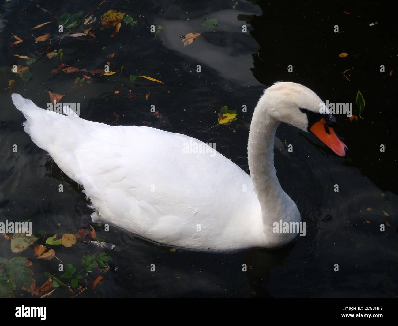 Windsor swan hi-res stock photography and images - Alamy