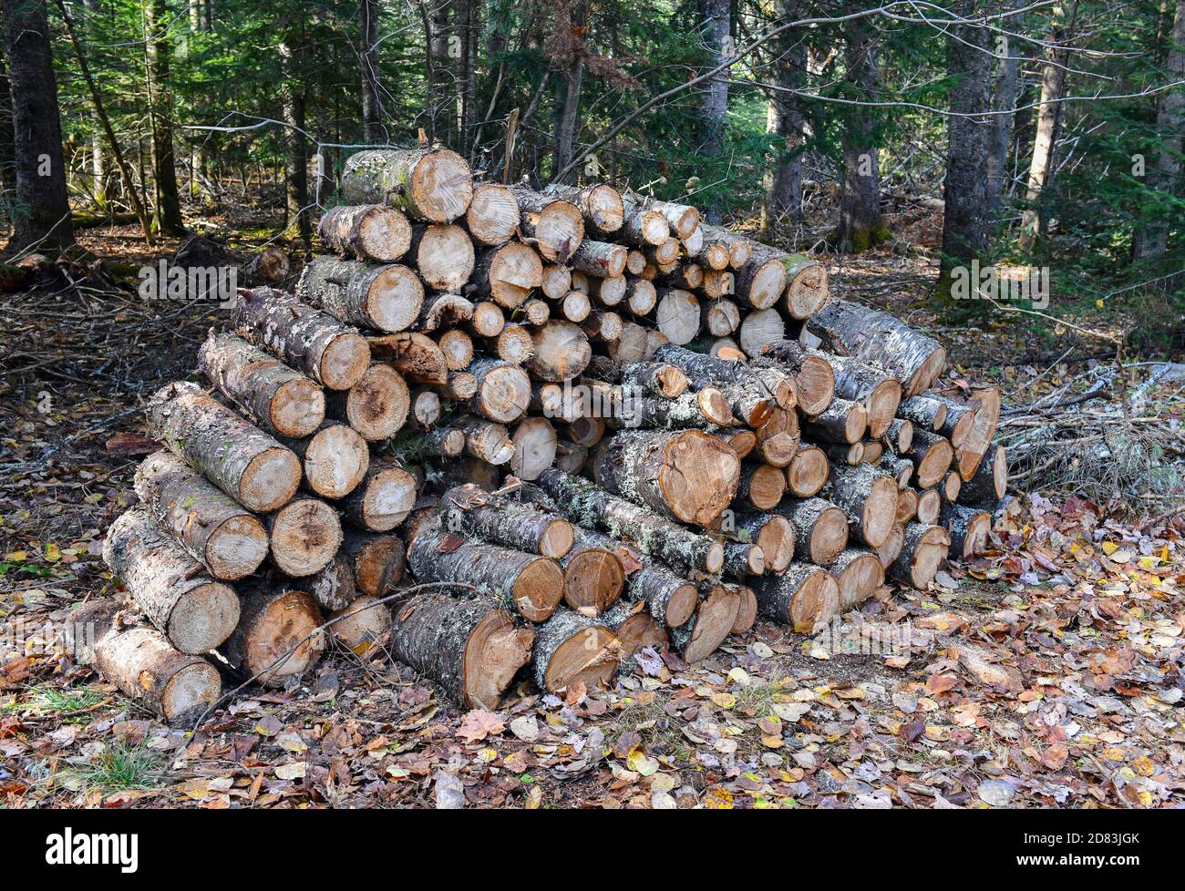Woodpile of stacked firewood logs from cut trees Stock Photo - Alamy