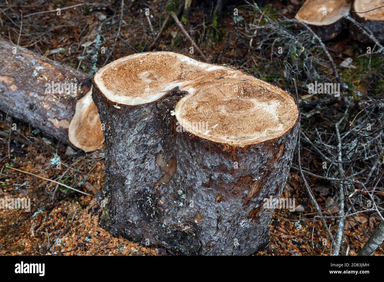 Tree stump in ground after tree was cut down Stock Photo - Alamy