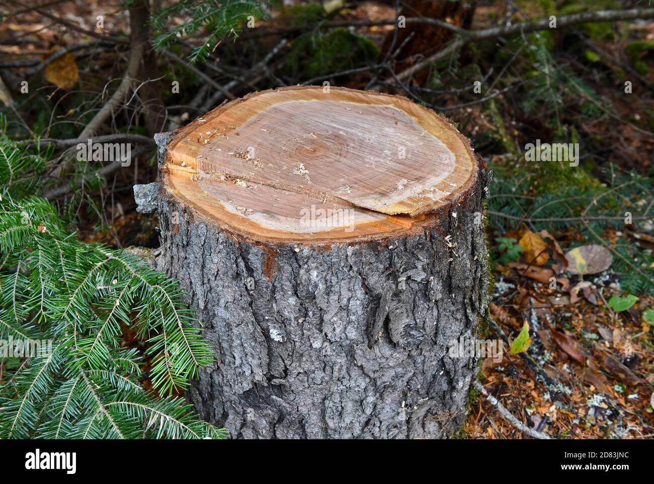 Tree stump in ground after tree was cut down Stock Photo - Alamy
