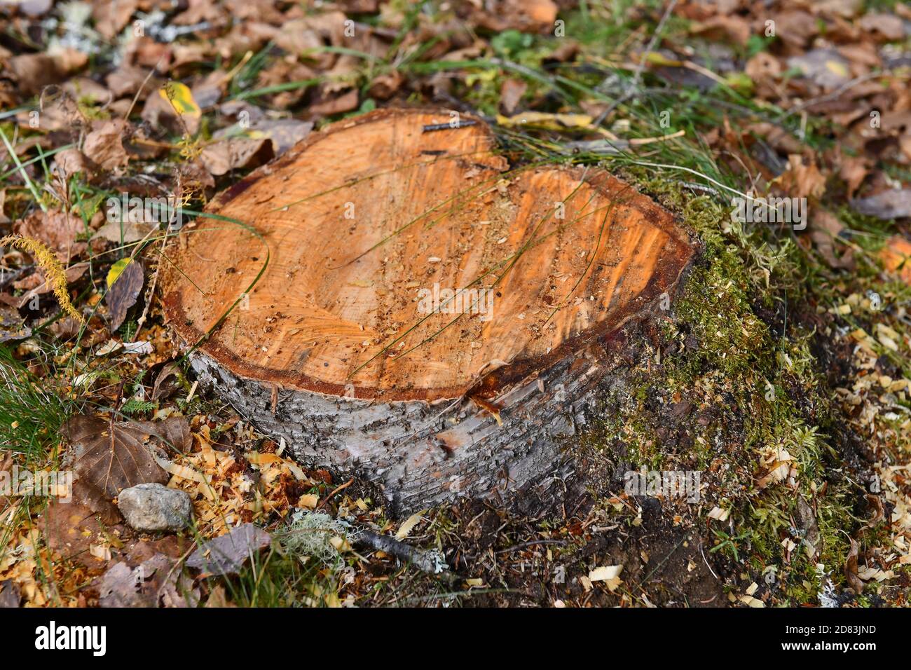 Tree stump in ground after tree was cut down Stock Photo - Alamy