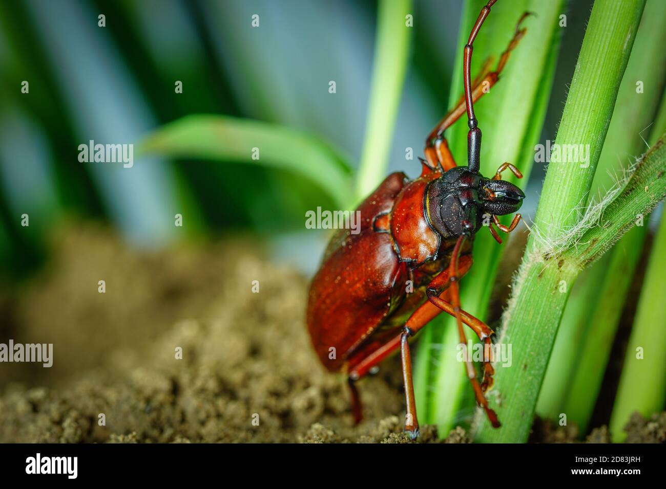 Longhorned beetles hi-res stock photography and images - Alamy