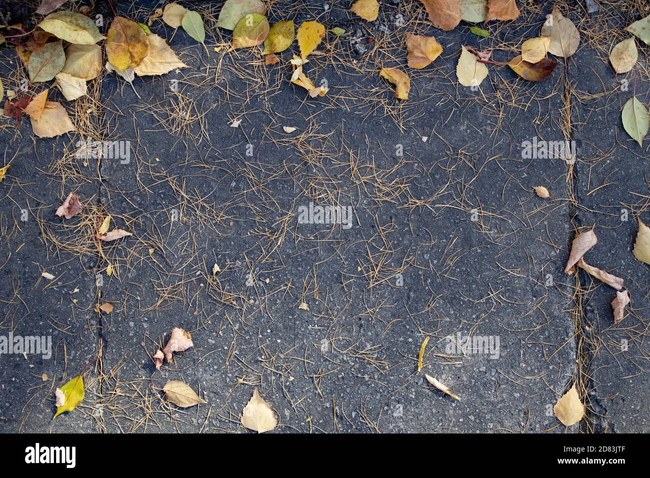 Fallen leaves pavement hi-res stock photography and images - Alamy