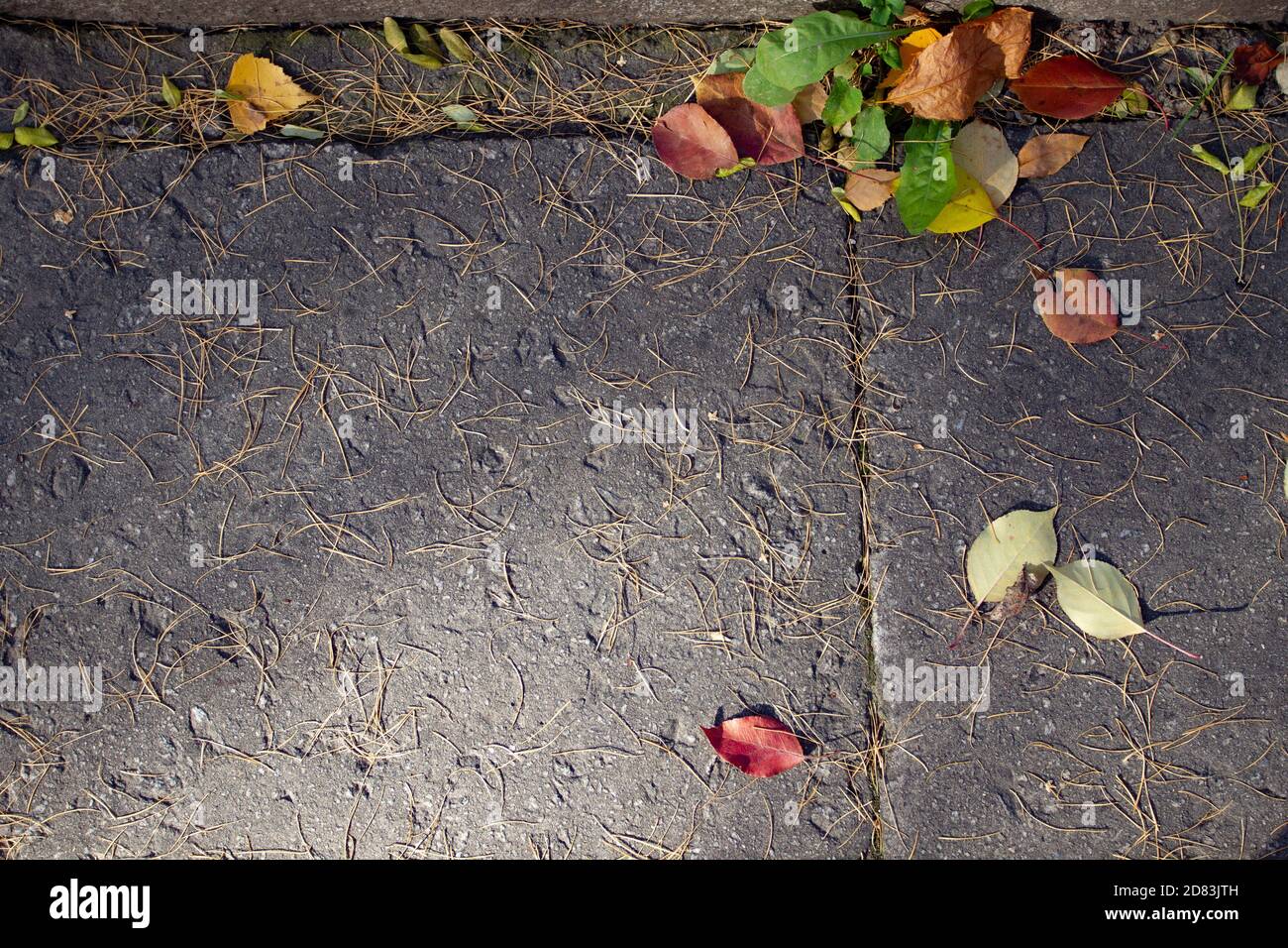 Pavement leaves hi-res stock photography and images - Alamy