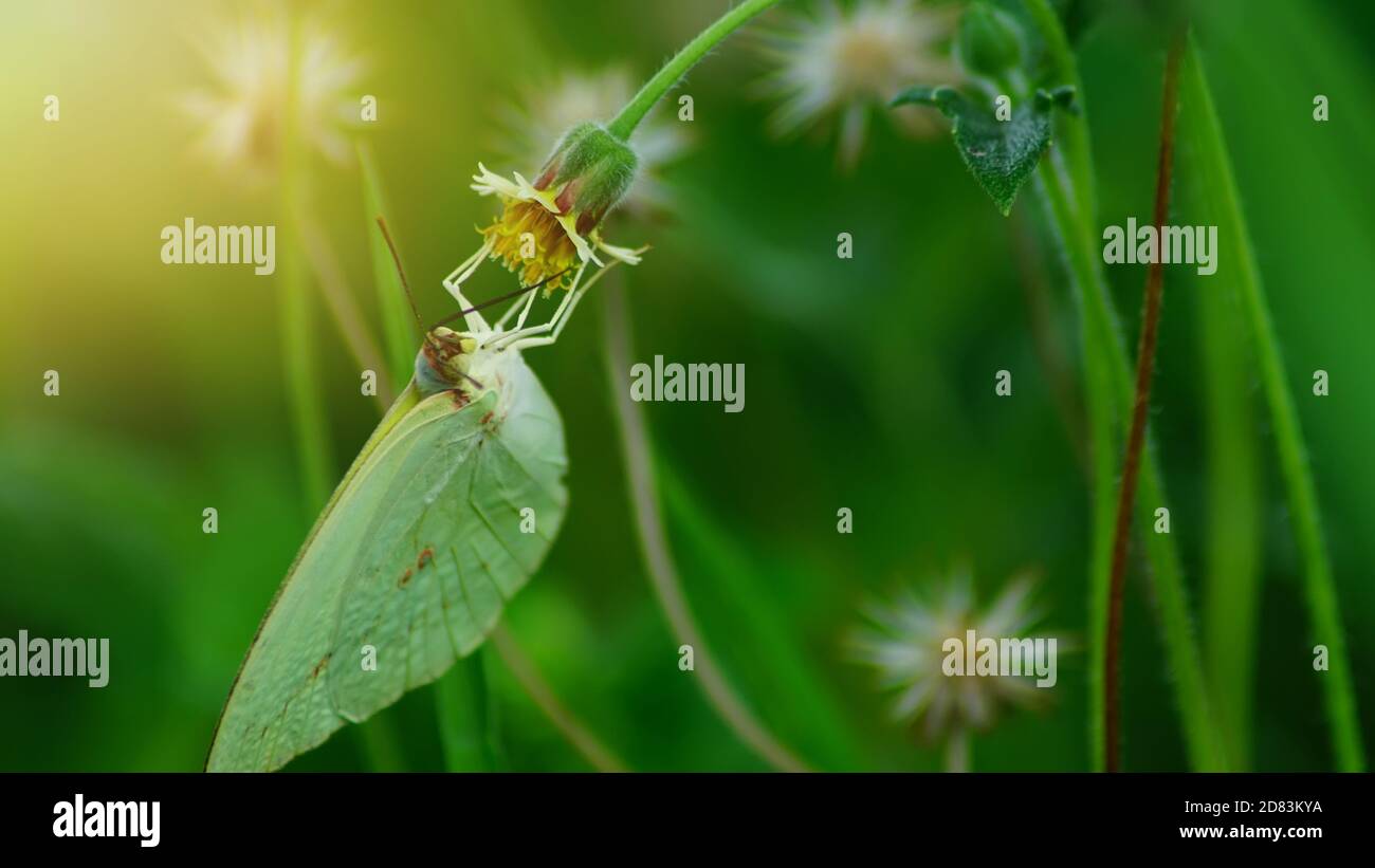 Green butterfly finding nectar hi-res stock photography and images - Alamy