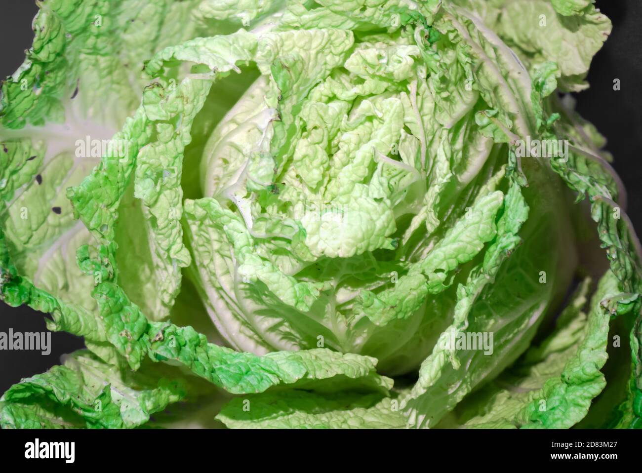 Freshly harvested green leafy cabbage for cooking Stock Photo - Alamy