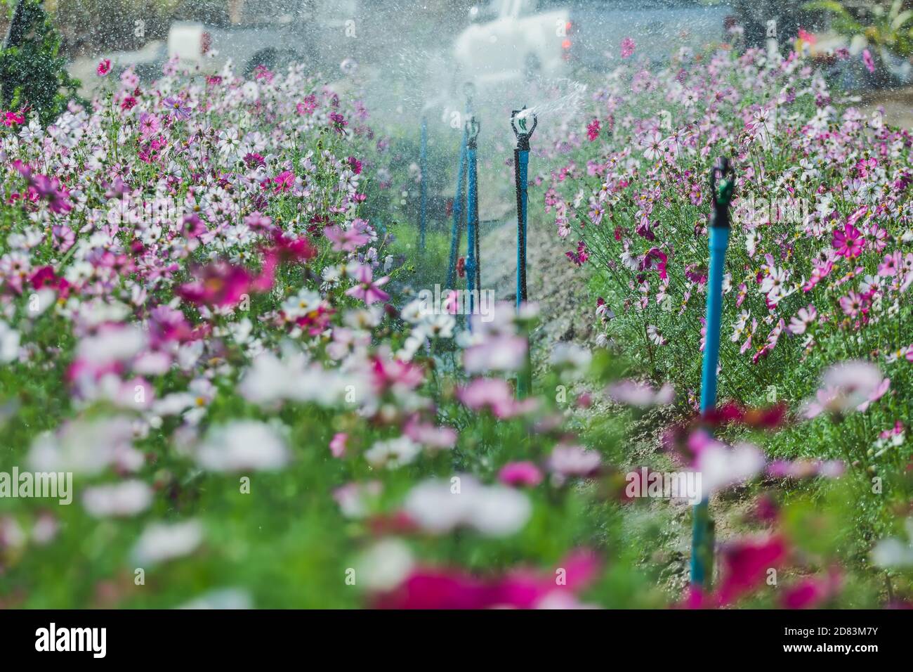 Sprinkler(Springer) is watering a variety of beautiful growing flowers ...