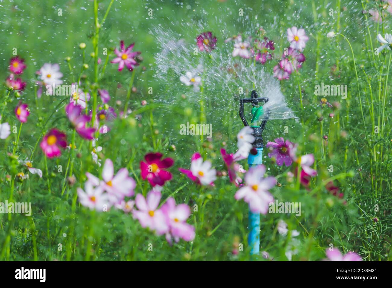 Sprinkler(Springer) is watering a variety of beautiful growing flowers ...