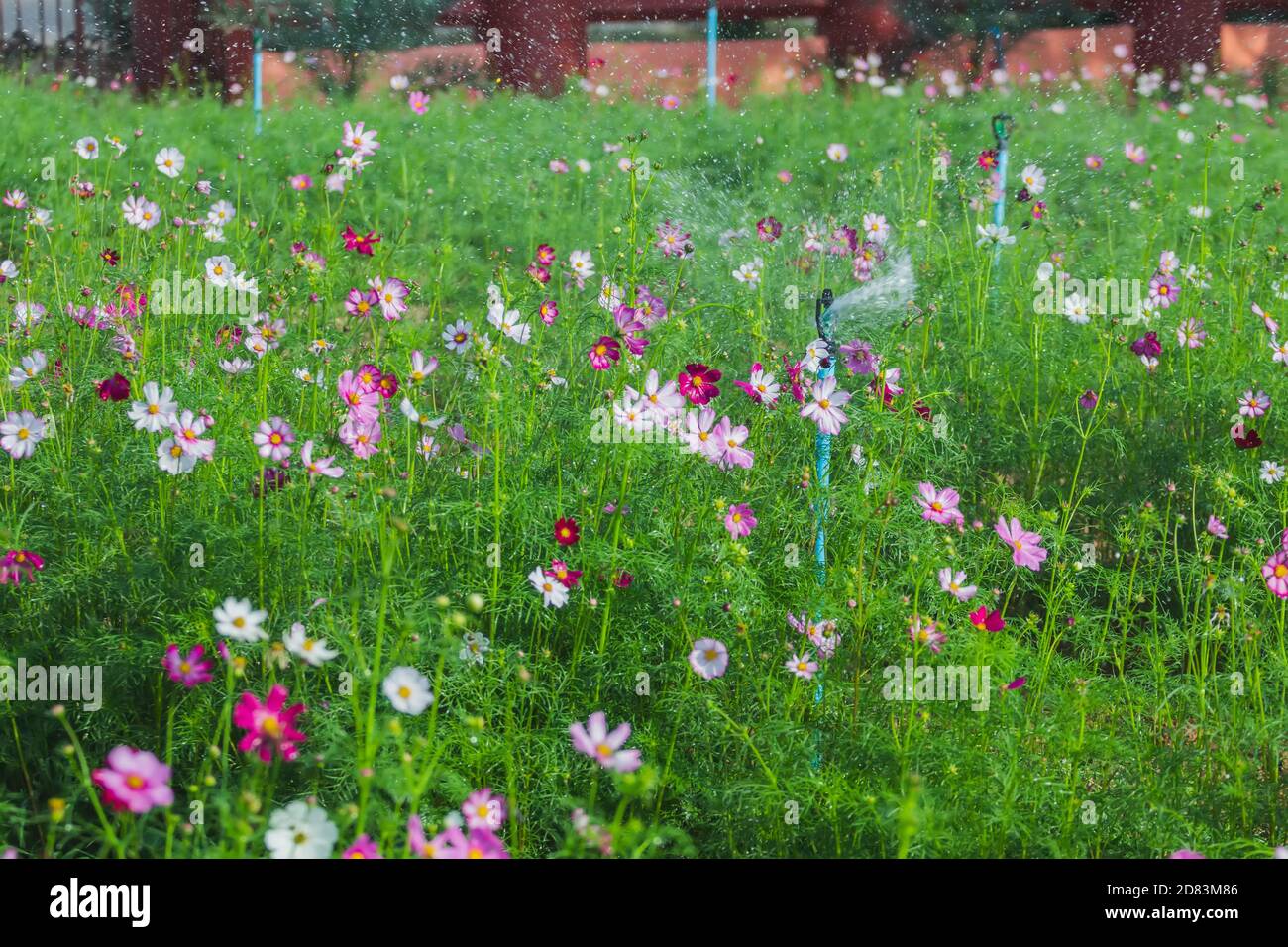 Garden sprinkler flowers sun hi-res stock photography and images - Alamy
