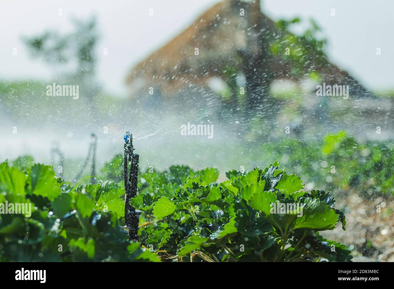 Sprinkler(Springer) is watering a variety of beautiful growing ...