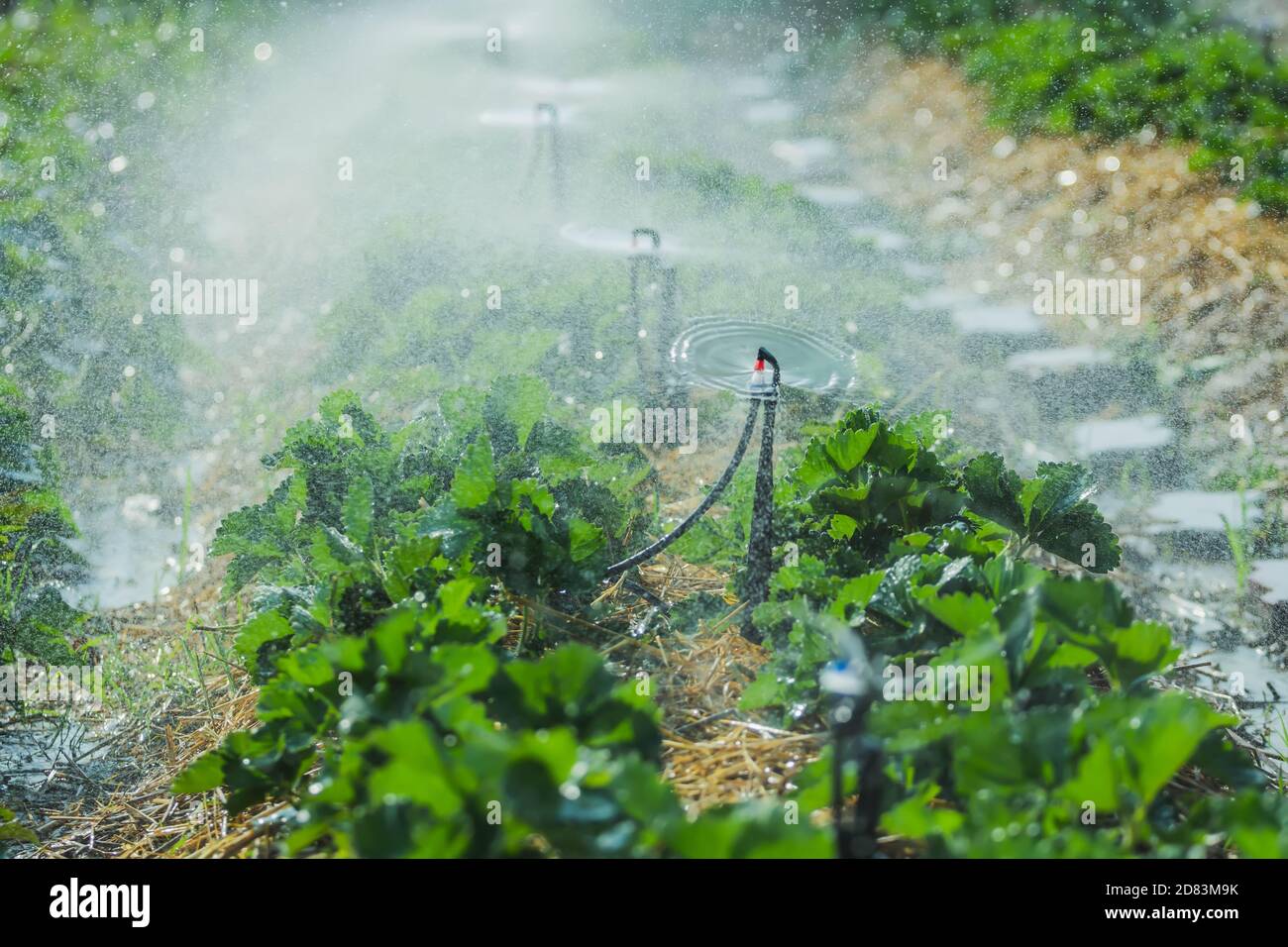Sprinkler(Springer) is watering a variety of beautiful growing ...